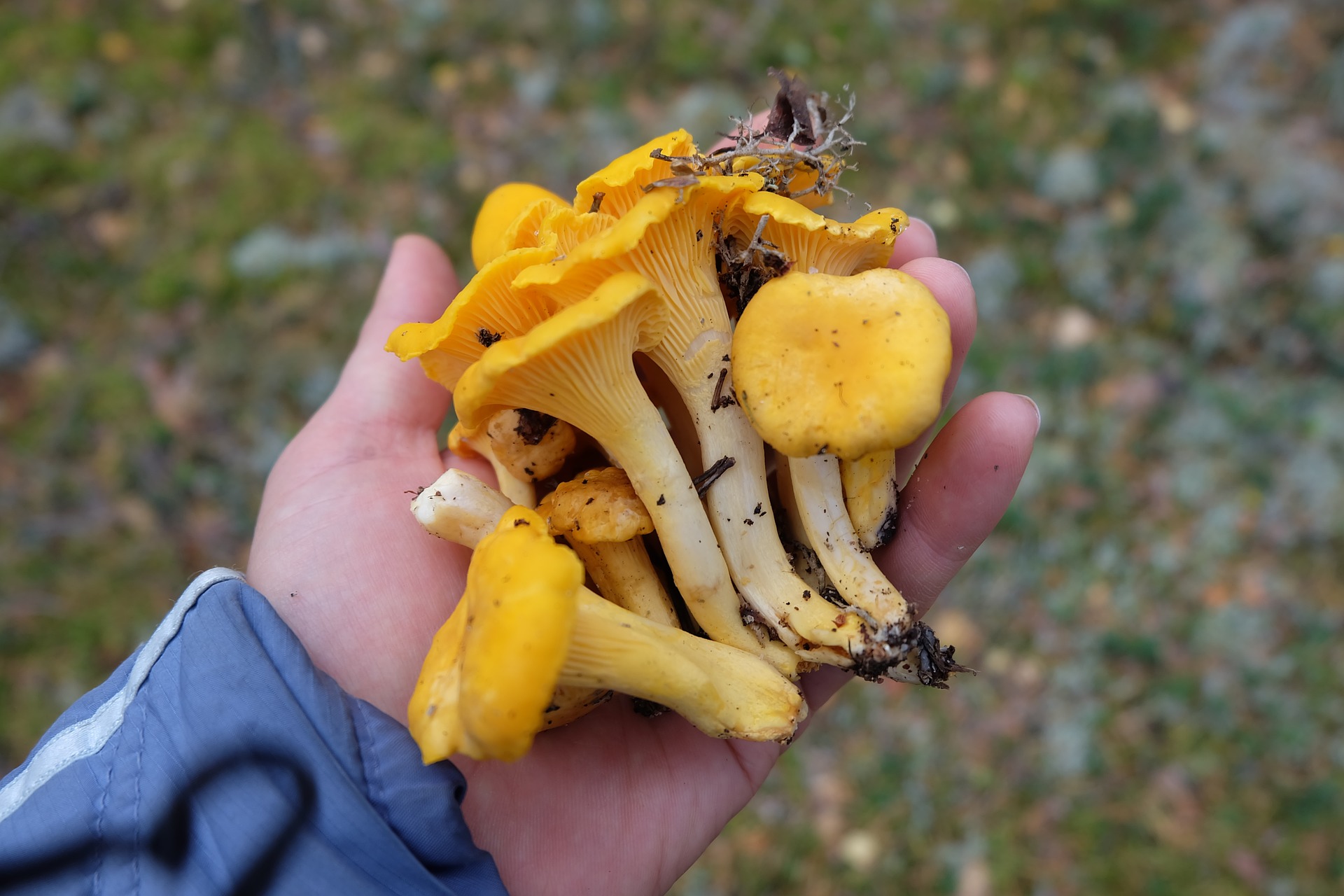 Where to Go Mushroom Hunting Near Me: A Friendly Guide - MushroomPete.com