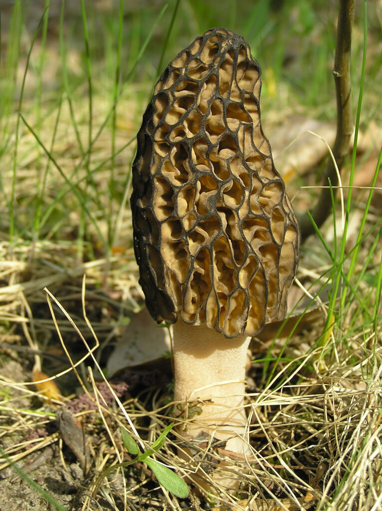 White Morel Mushrooms: Identifying and Foraging Tips - MushroomPete.com