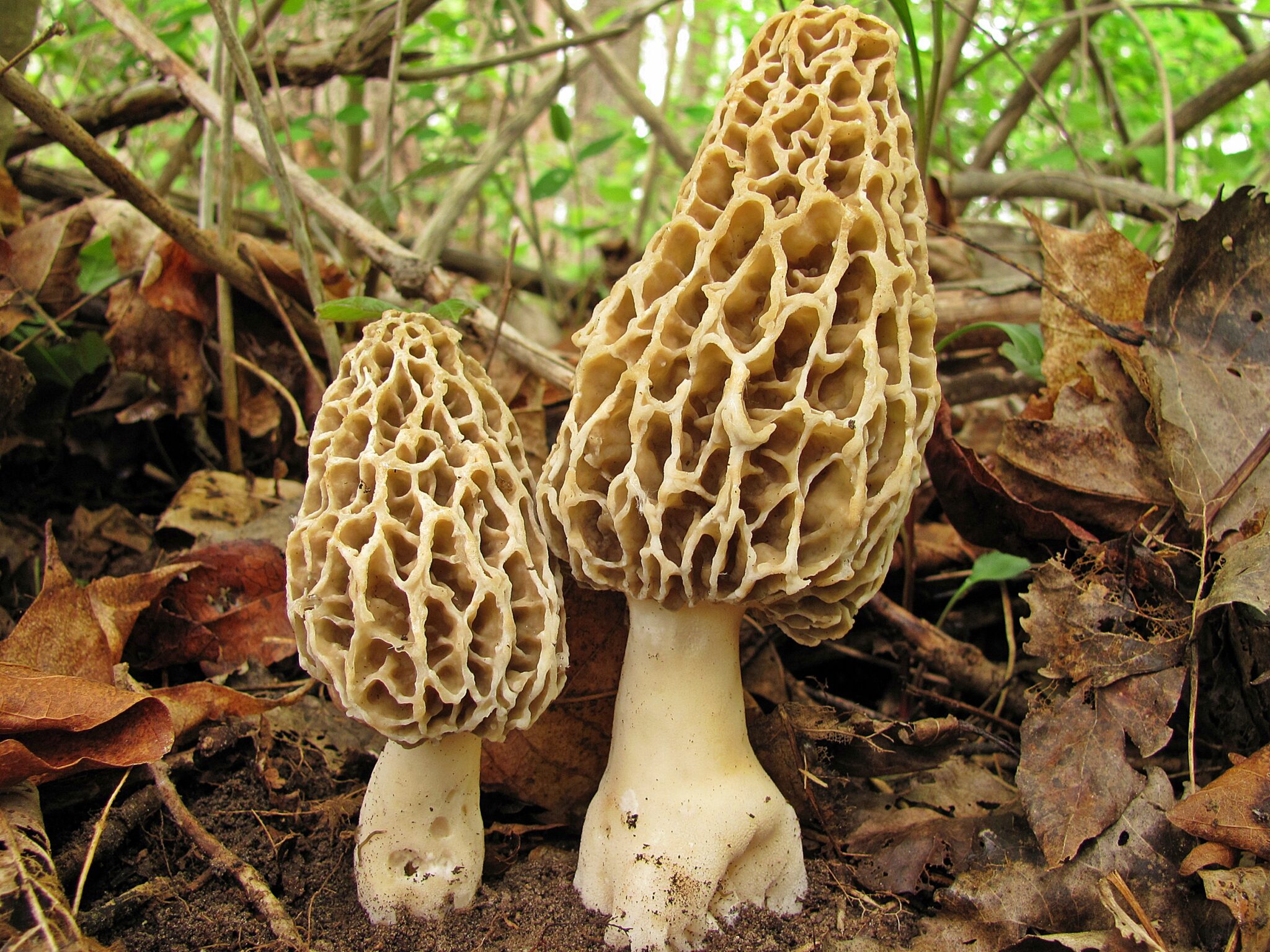 Morel Mushroom Spores: A Comprehensive Guide for Home Cultivation ...