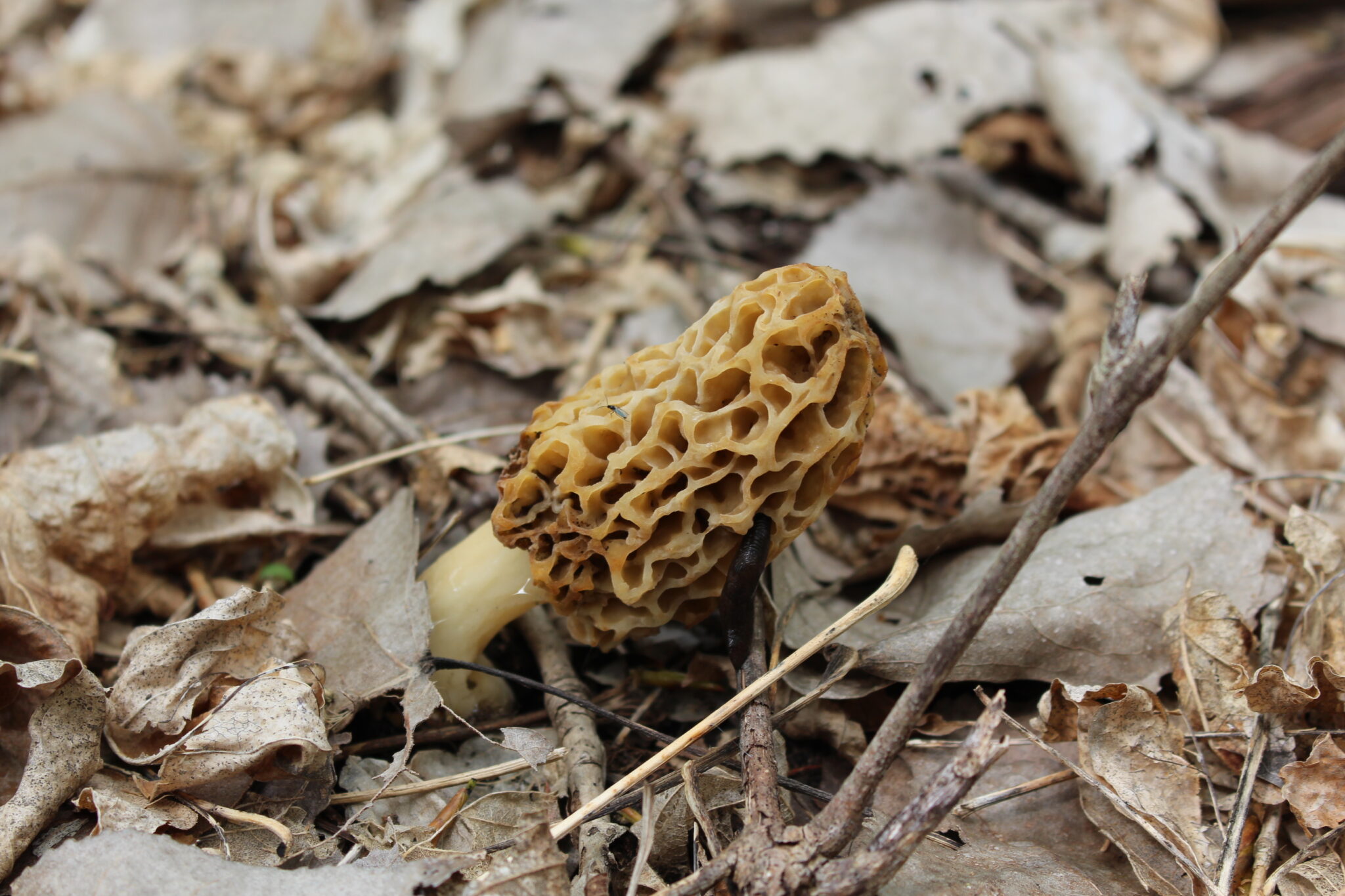 Indiana Morel Mushrooms: A Forager's Guide to Hunting and Identifying ...