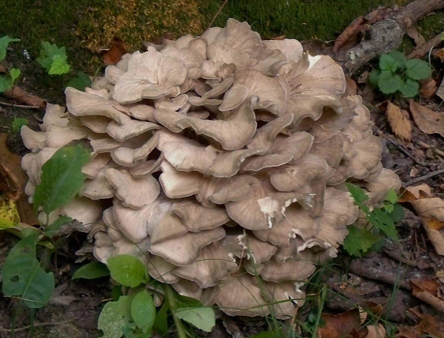 Sheepshead Mushroom Identification: Your Ultimate Guide to Finding the ...